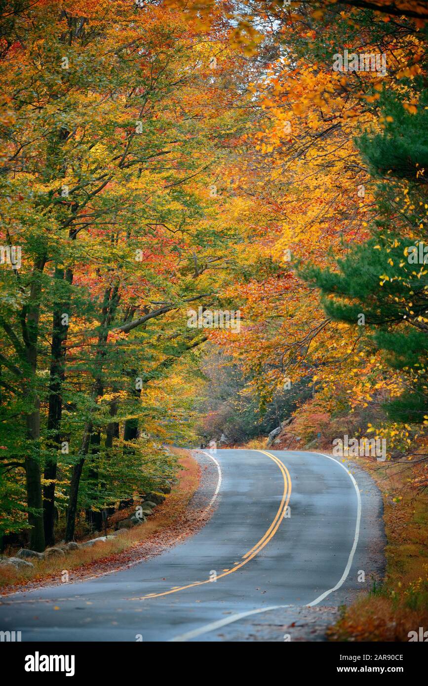 Autumn foliage in forest with road Stock Photo - Alamy