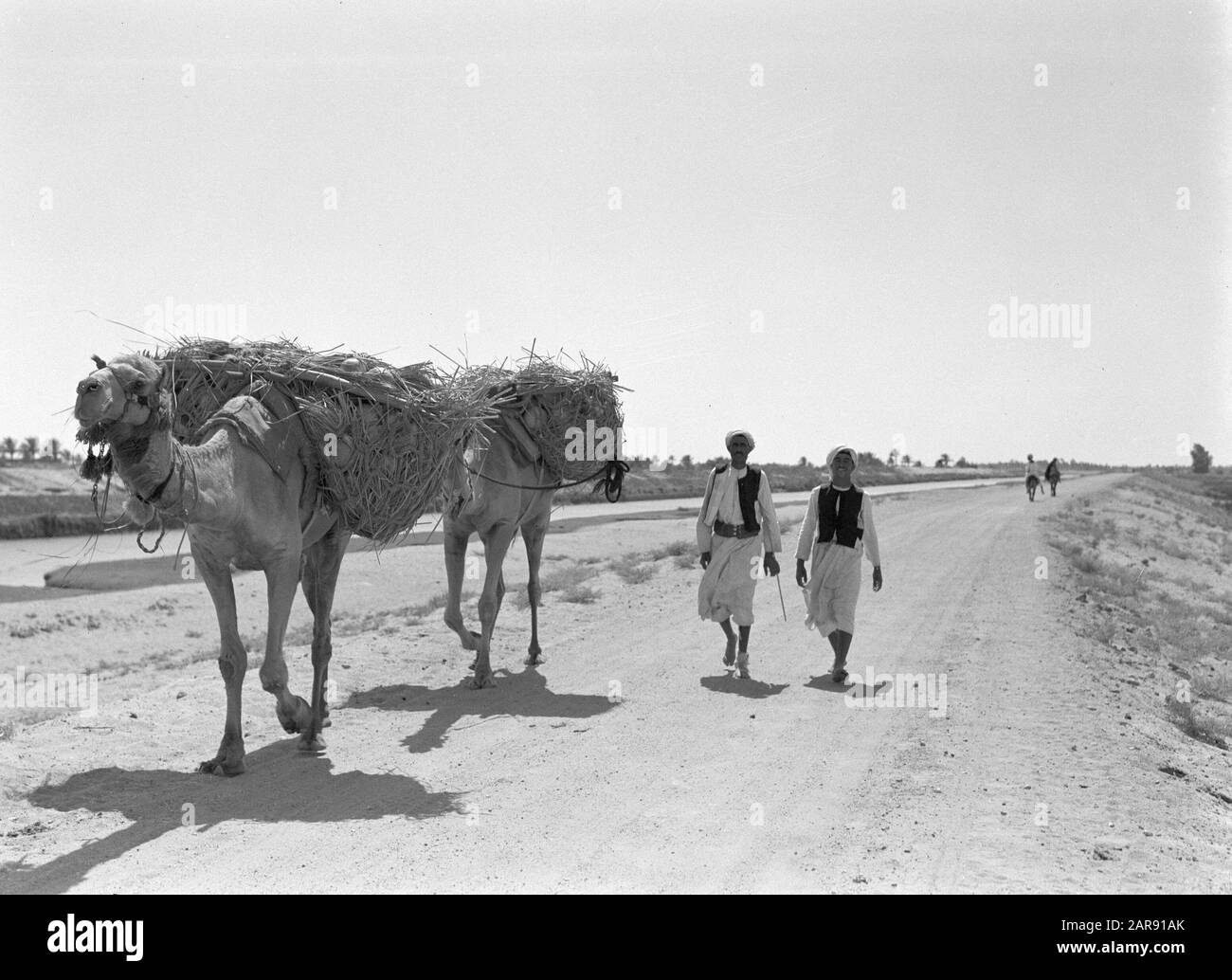 Middle East 1935: Egypt Two camel drivers and two camels transporting ...