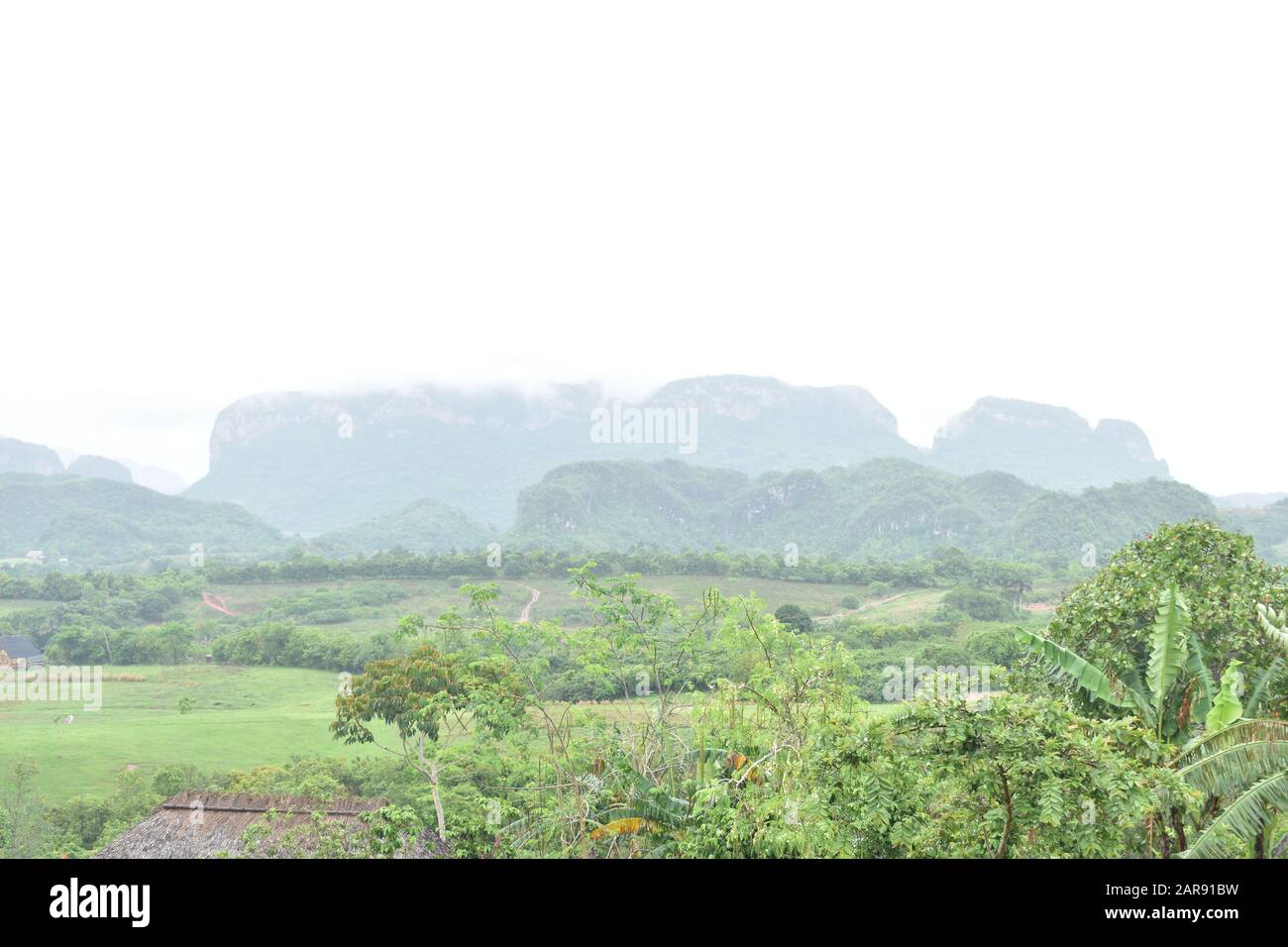 Rows of crops in an organic farm with mountain background in VInales ...