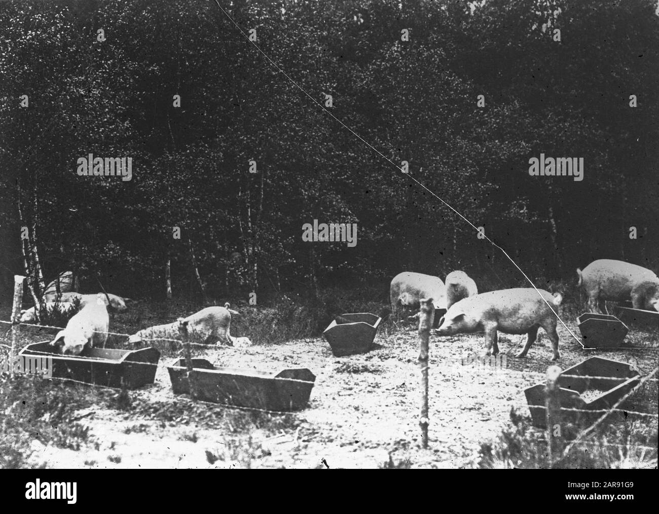 mammals, pig Date: undated Keywords: mammals Personal name: pig Stock ...