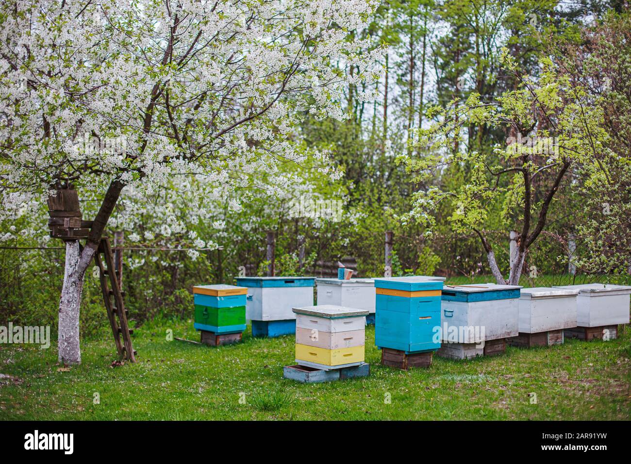 New hives on the apiary in the spring in April near flowering trees ...