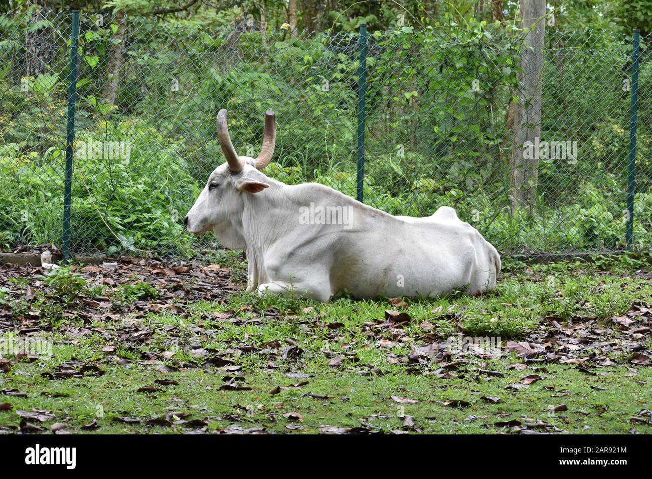 Bull tied to a fence in rural VInales Cuba Stock Photo - Alamy