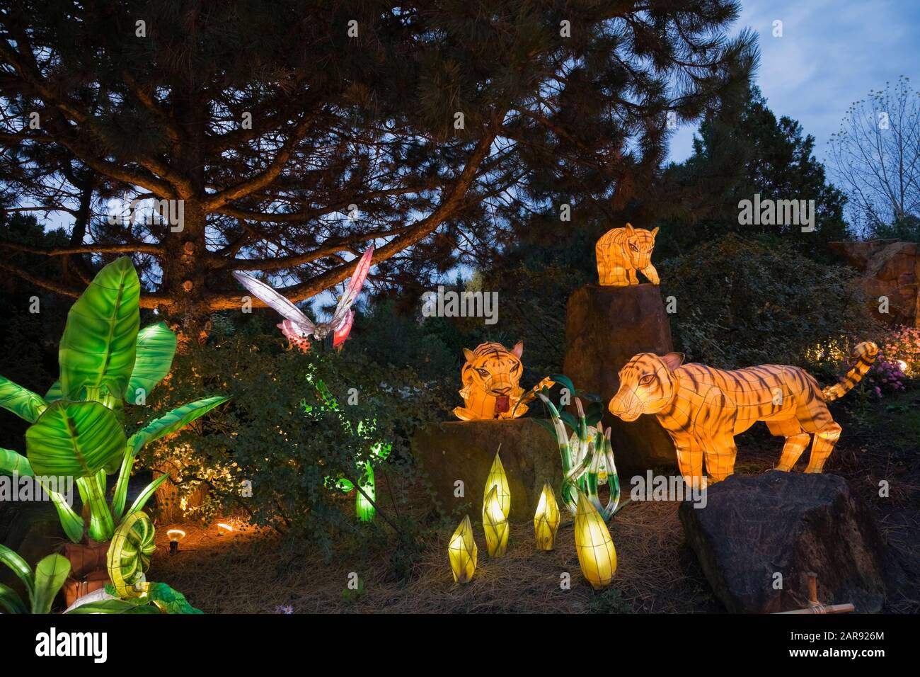The Stone Mountain with illuminated Pinus - Pine tree, plant, butterfly ...