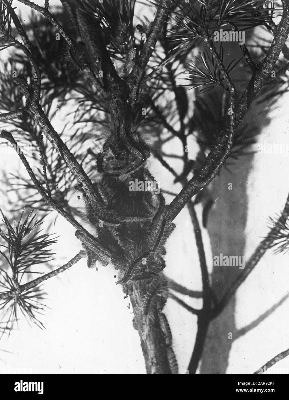 insects, damages, trees, process updates, pinus Date: undated Keywords ...