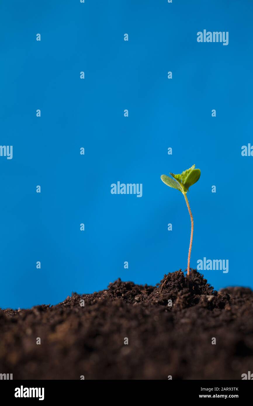 Tree seedling emerging through the soil Stock Photo - Alamy