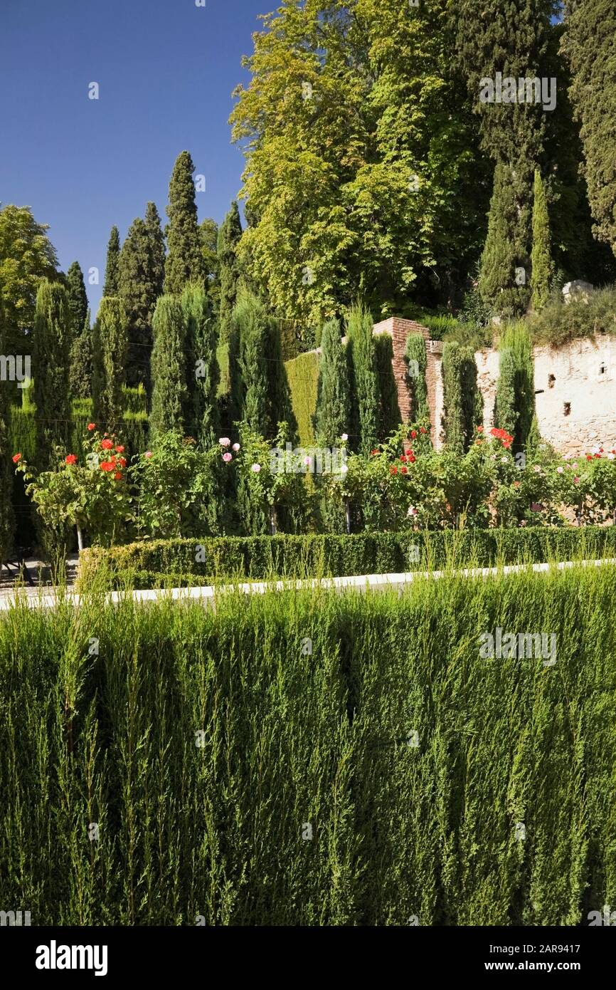 Thuja - Cedar tree hedge and topiary in ornamental garden at the ...
