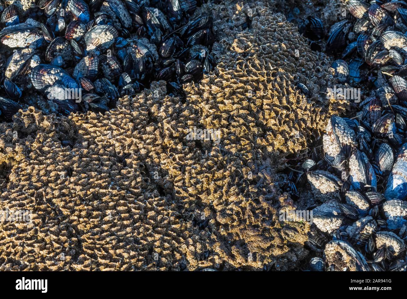 Polyphenolic proteins hi-res stock photography and images - Alamy