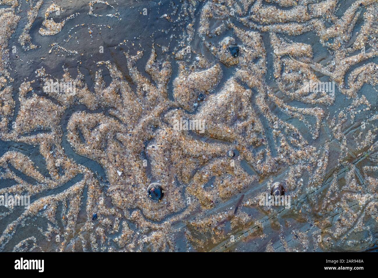 Snails making patterns in sand, which is atop a smooth rock, at low ...