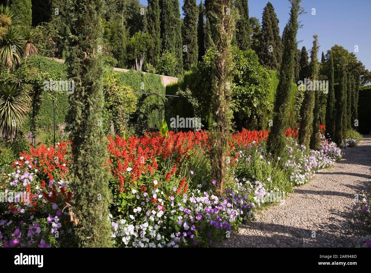 Pebble path next to border with red Lysimachia and Thuja - Cedar trees ...
