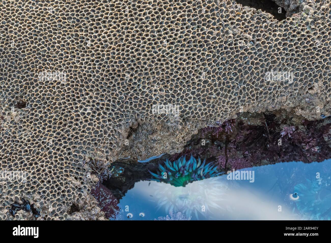 Sandcastle worm glue hi-res stock photography and images - Alamy