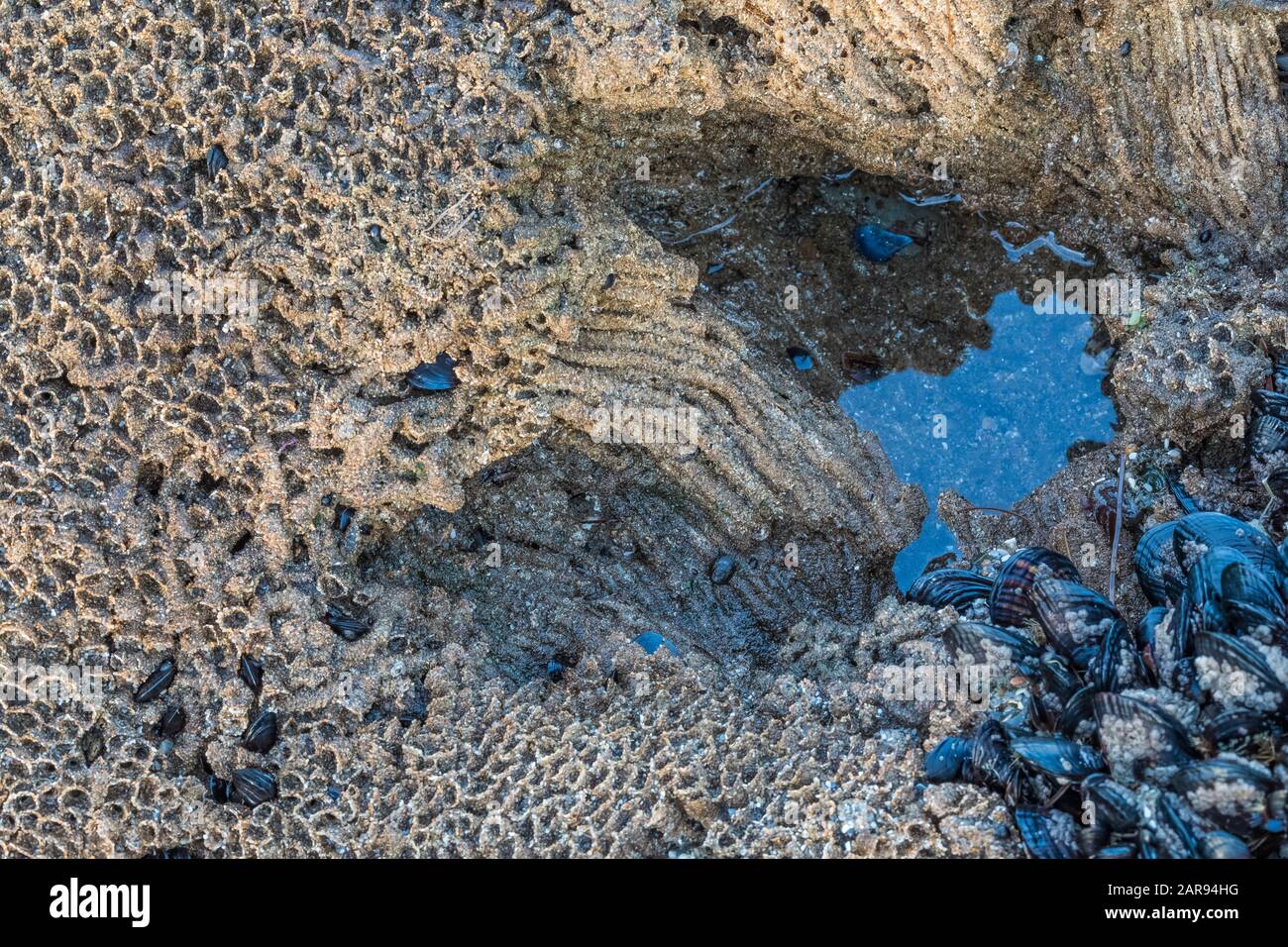 Sandcastle worm glue hi-res stock photography and images - Alamy