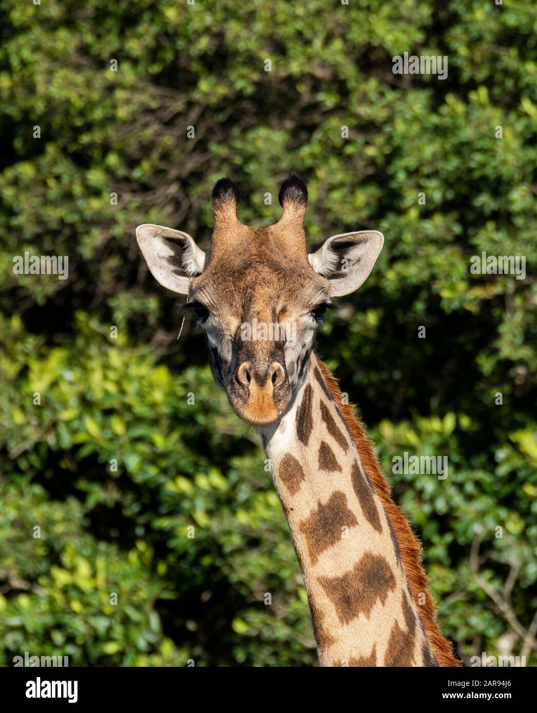 A closeup of Giraffe face while grazing inside Masai Mara National ...