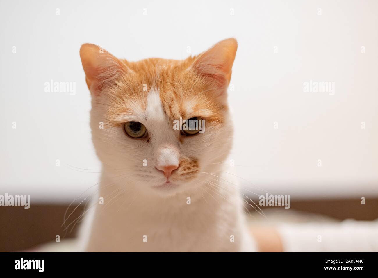 domestic cat with fierce looking stare Stock Photo - Alamy