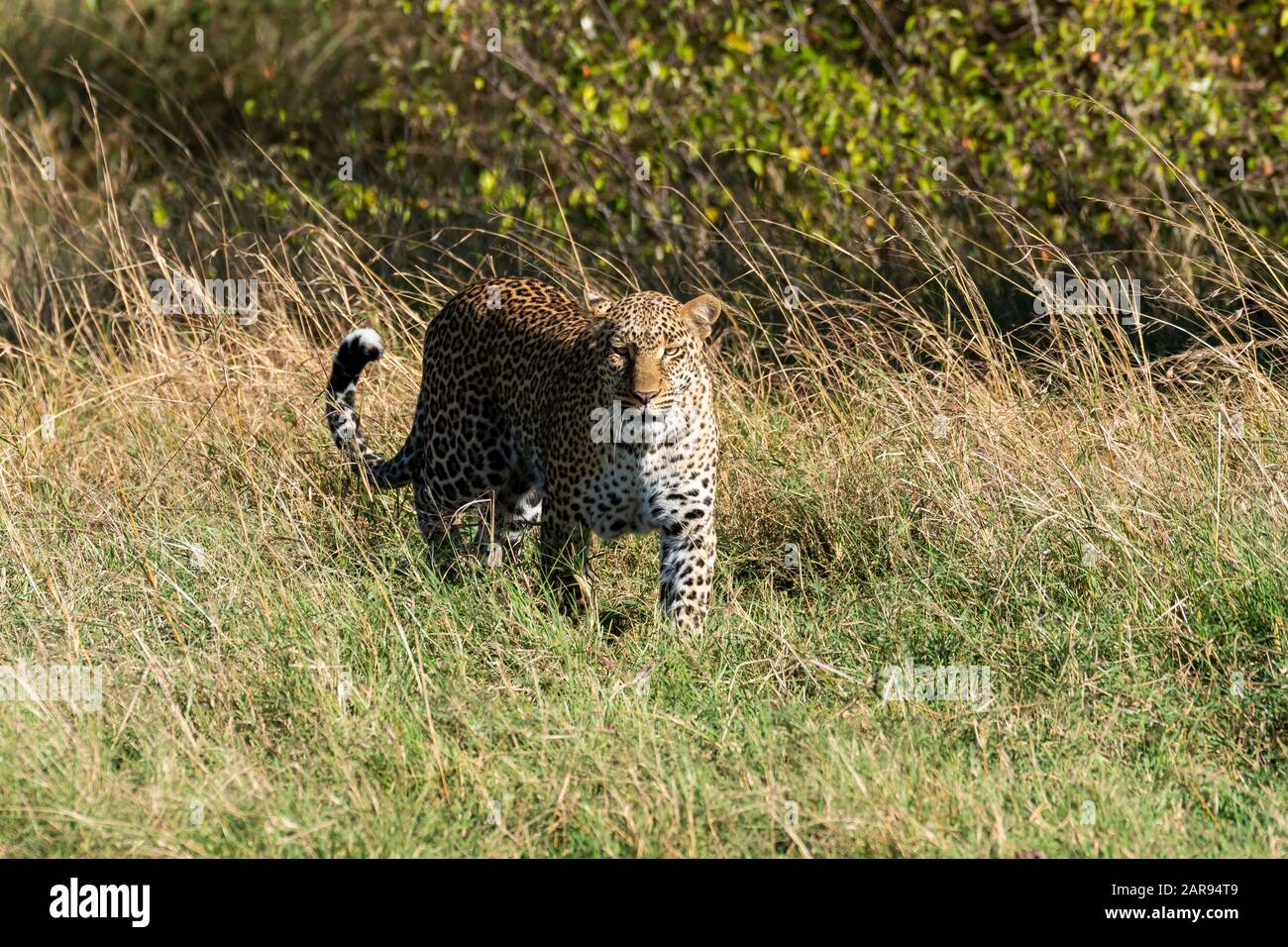 A female leopard walking in the grasslands of Masai Mara National ...