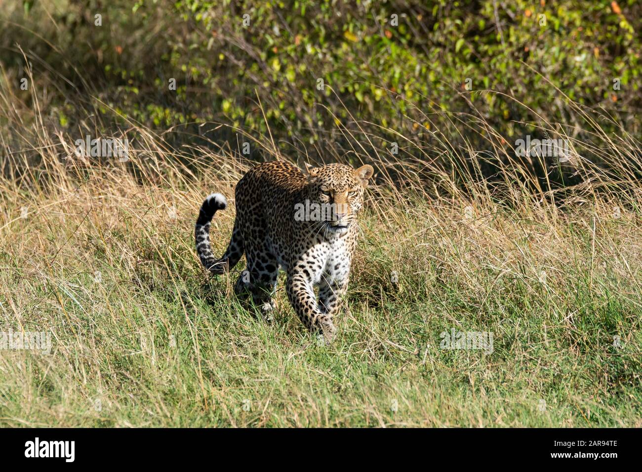A female leopard walking in the grasslands of Masai Mara National ...
