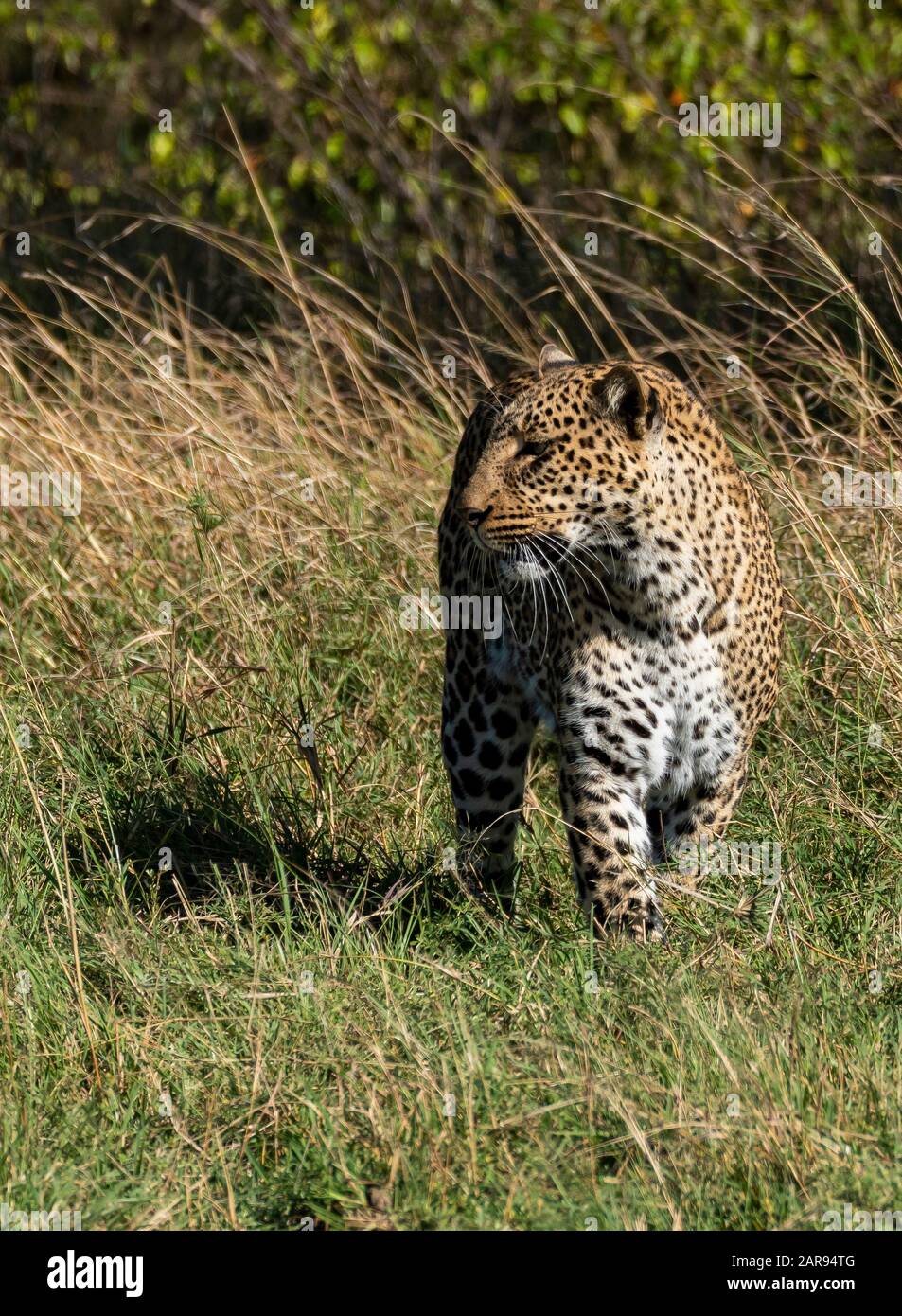 A female leopard walking in the grasslands of Masai Mara National ...