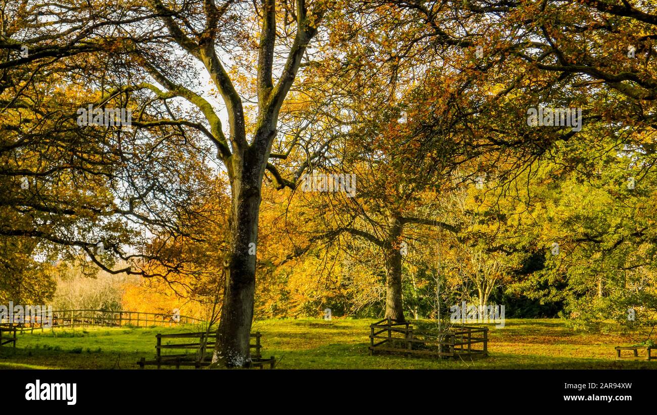 batsford arboretum cotswolds autumn Stock Photo - Alamy