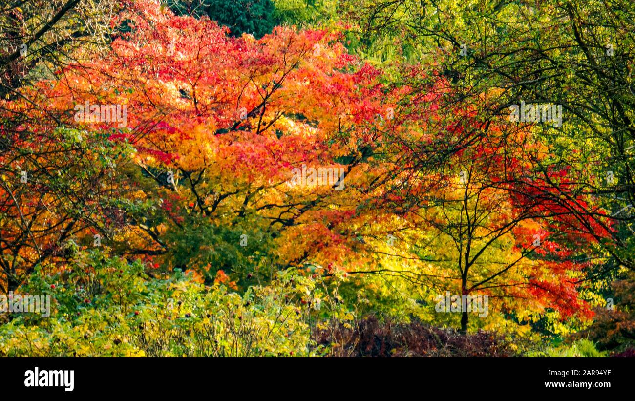 batsford arboretum cotswolds autumn Stock Photo - Alamy