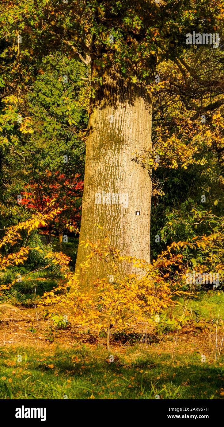 batsford arboretum cotswolds autumn Stock Photo - Alamy