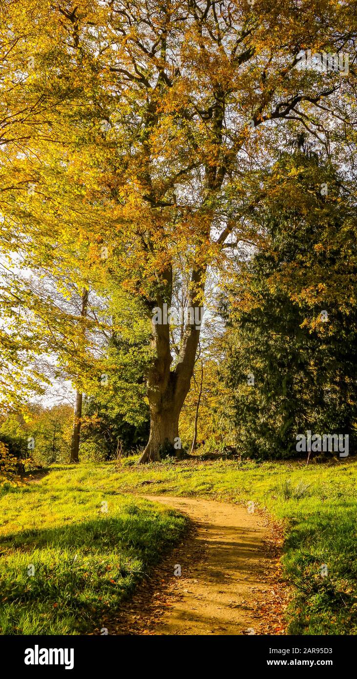batsford arboretum cotswolds autumn Stock Photo - Alamy