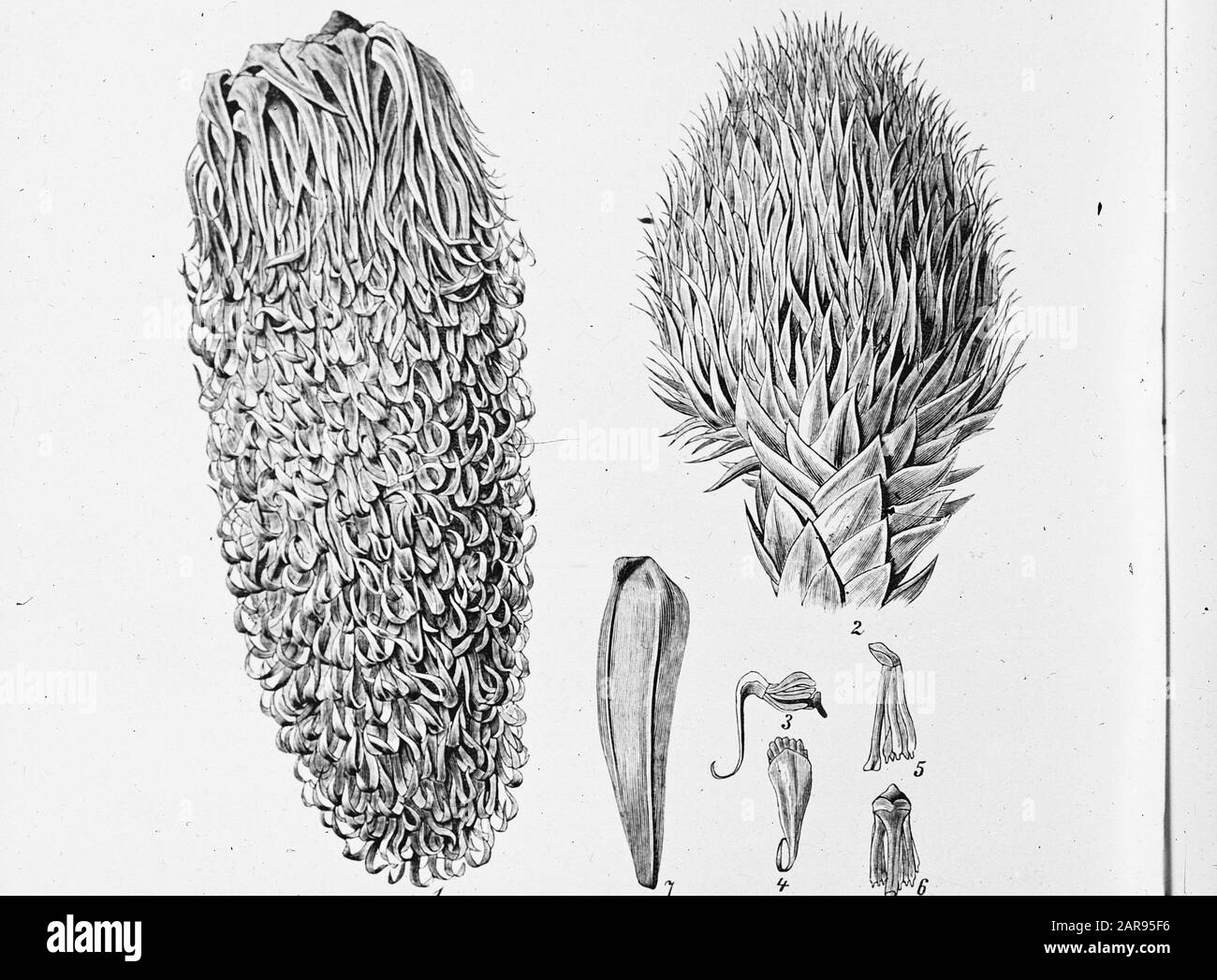 Araucaria trees Black and White Stock Photos & Images - Alamy