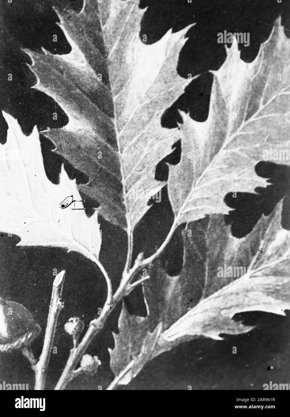 deciduous wood, trees, forests, avenues, botanical, quercus ruba ...