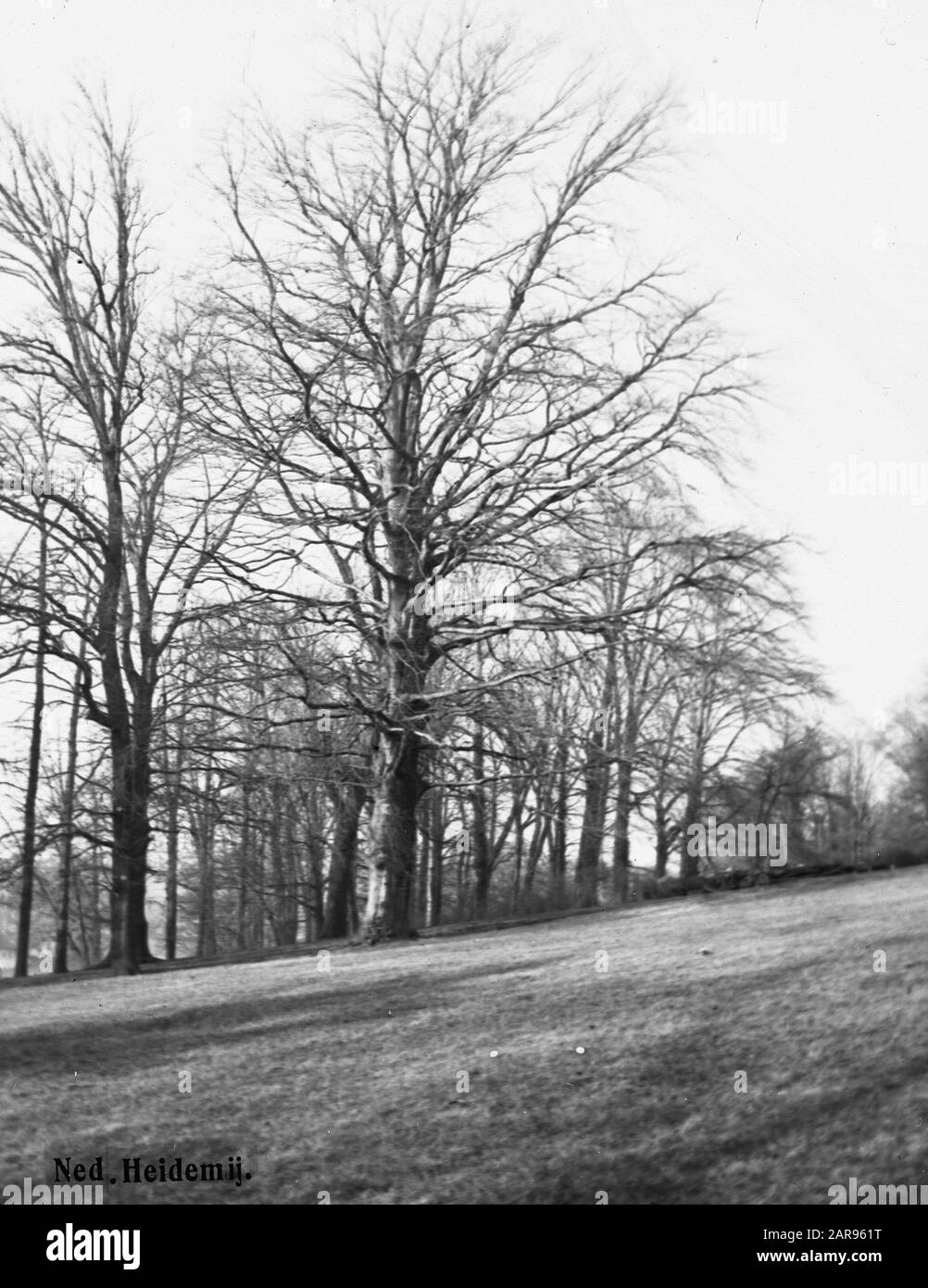 deciduous wood, trees, forests, avenues, botanical, beech (habitus ...