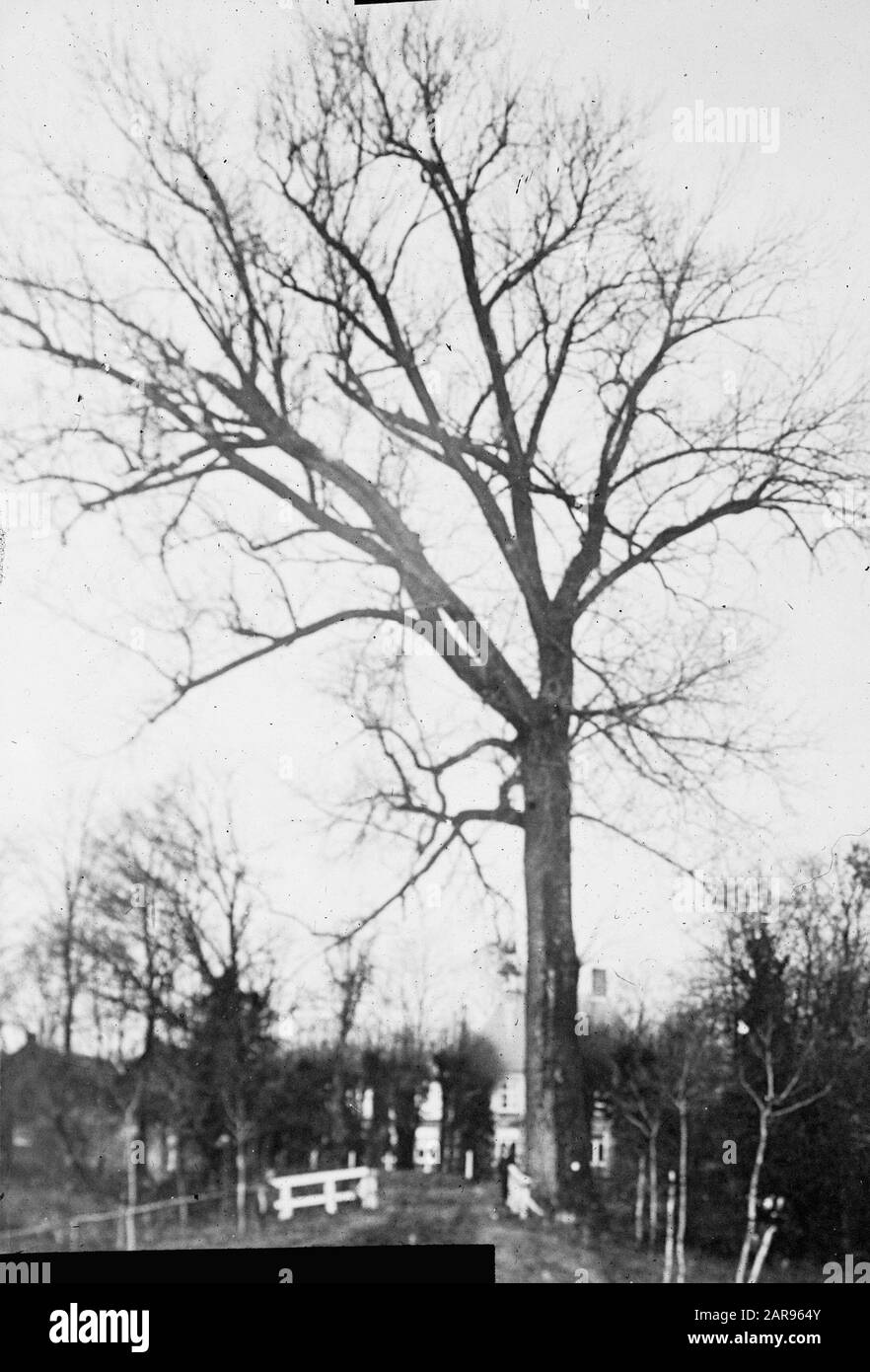 deciduous wood, trees, forests, avenues, botanical, populus serotina ...