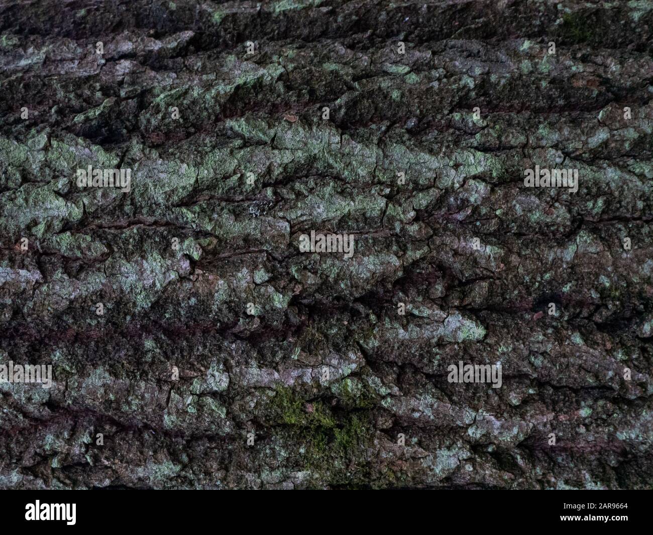 Colorful saturated bark of wood. The woody texture Stock Photo - Alamy