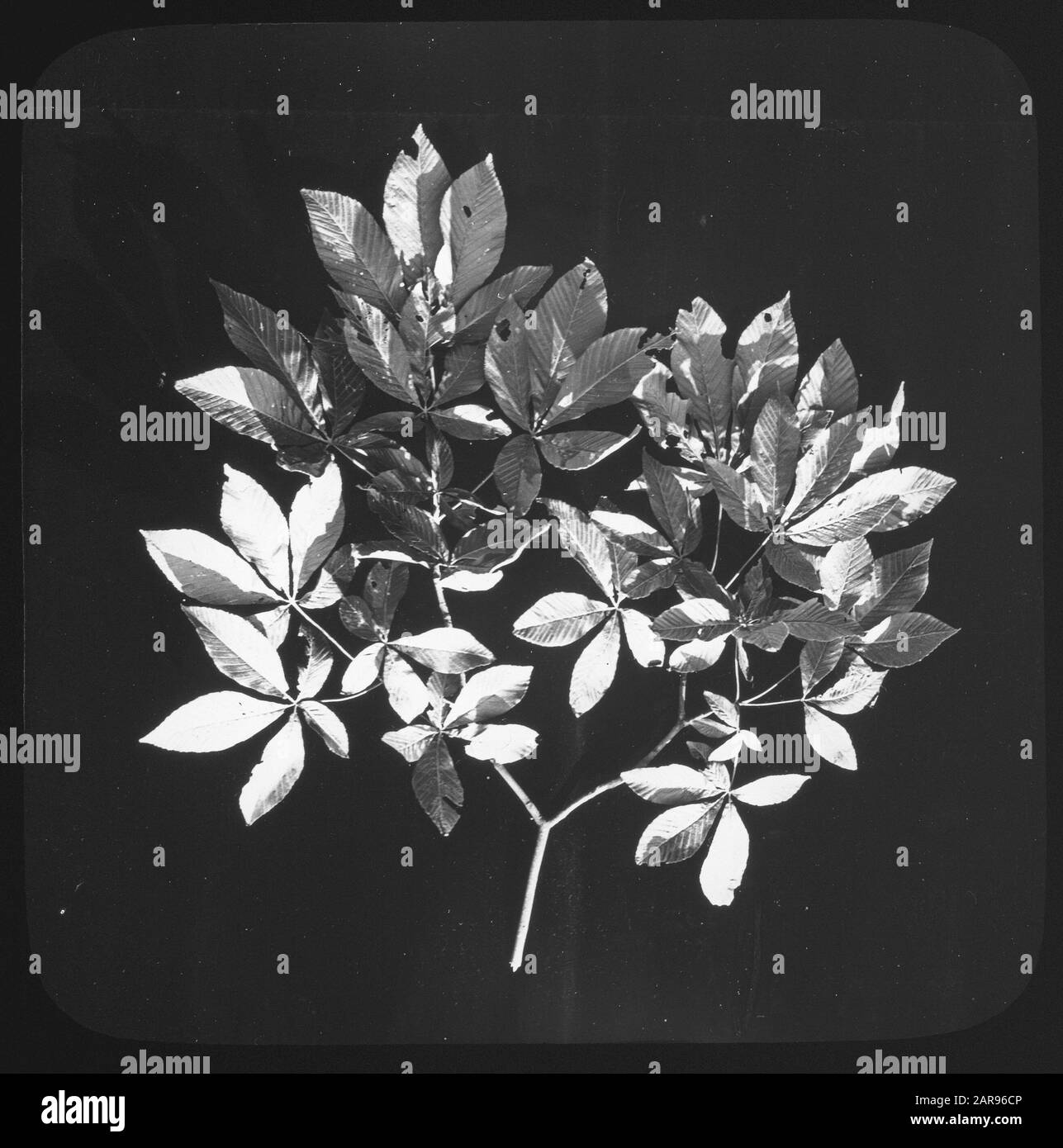 deciduous wood, trees, forests, avenues, botanical, pawia Date: undated ...