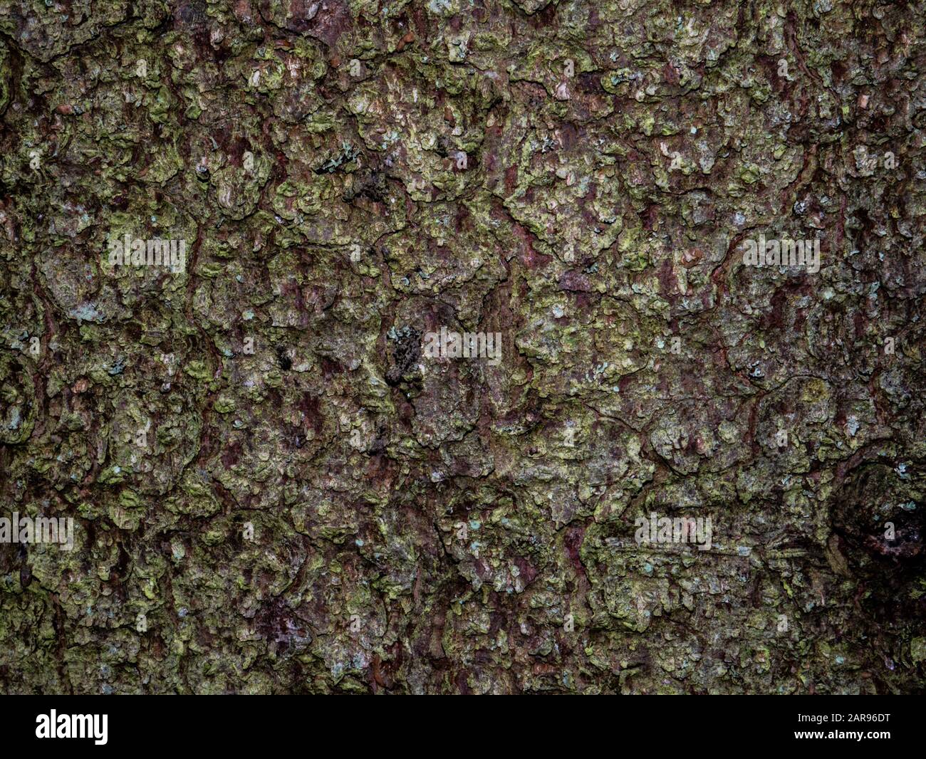 Colorful saturated bark of wood. The woody texture Stock Photo - Alamy