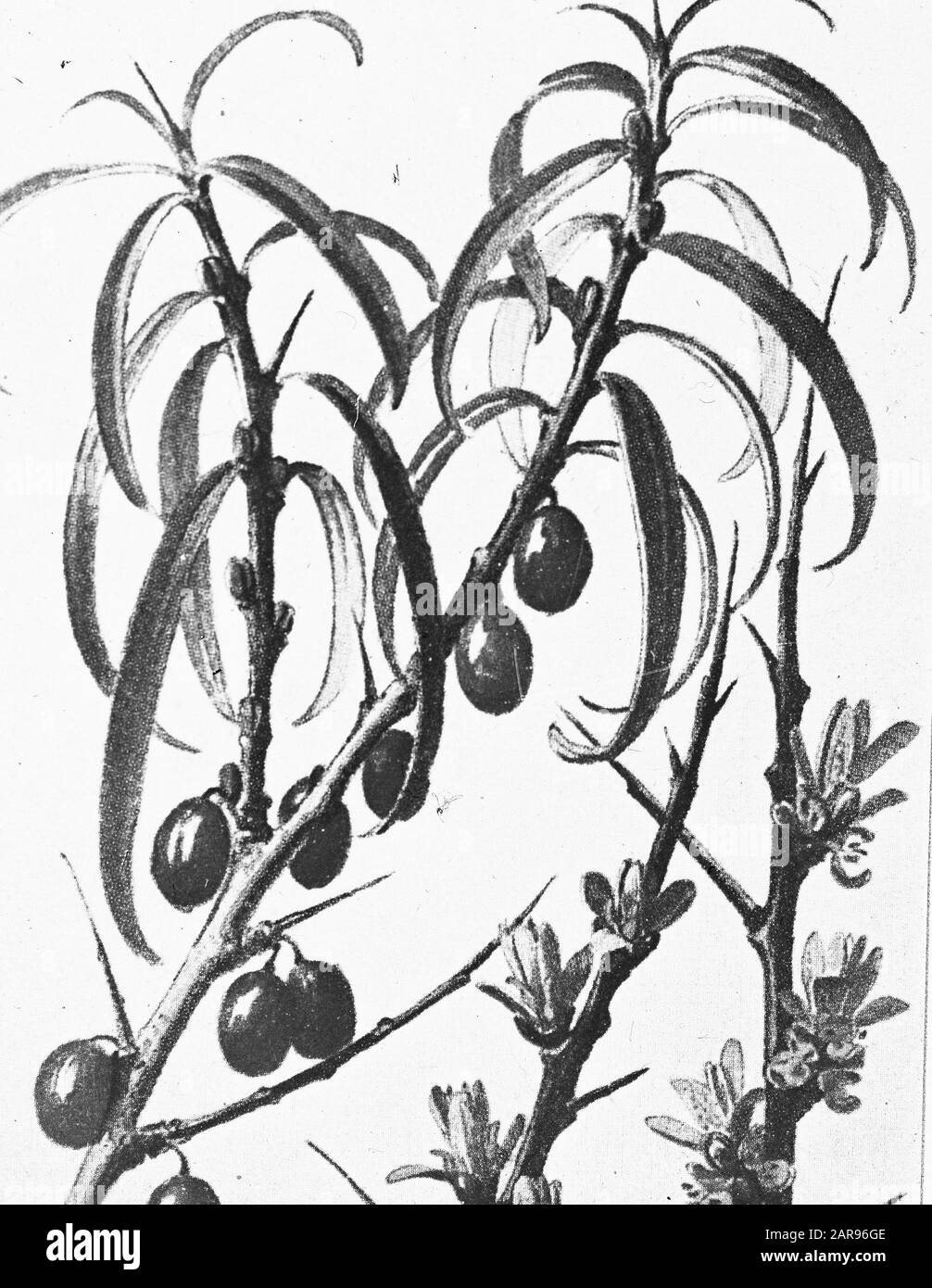 deciduous wood, trees, forests, avenues, botanical, hippophae ...