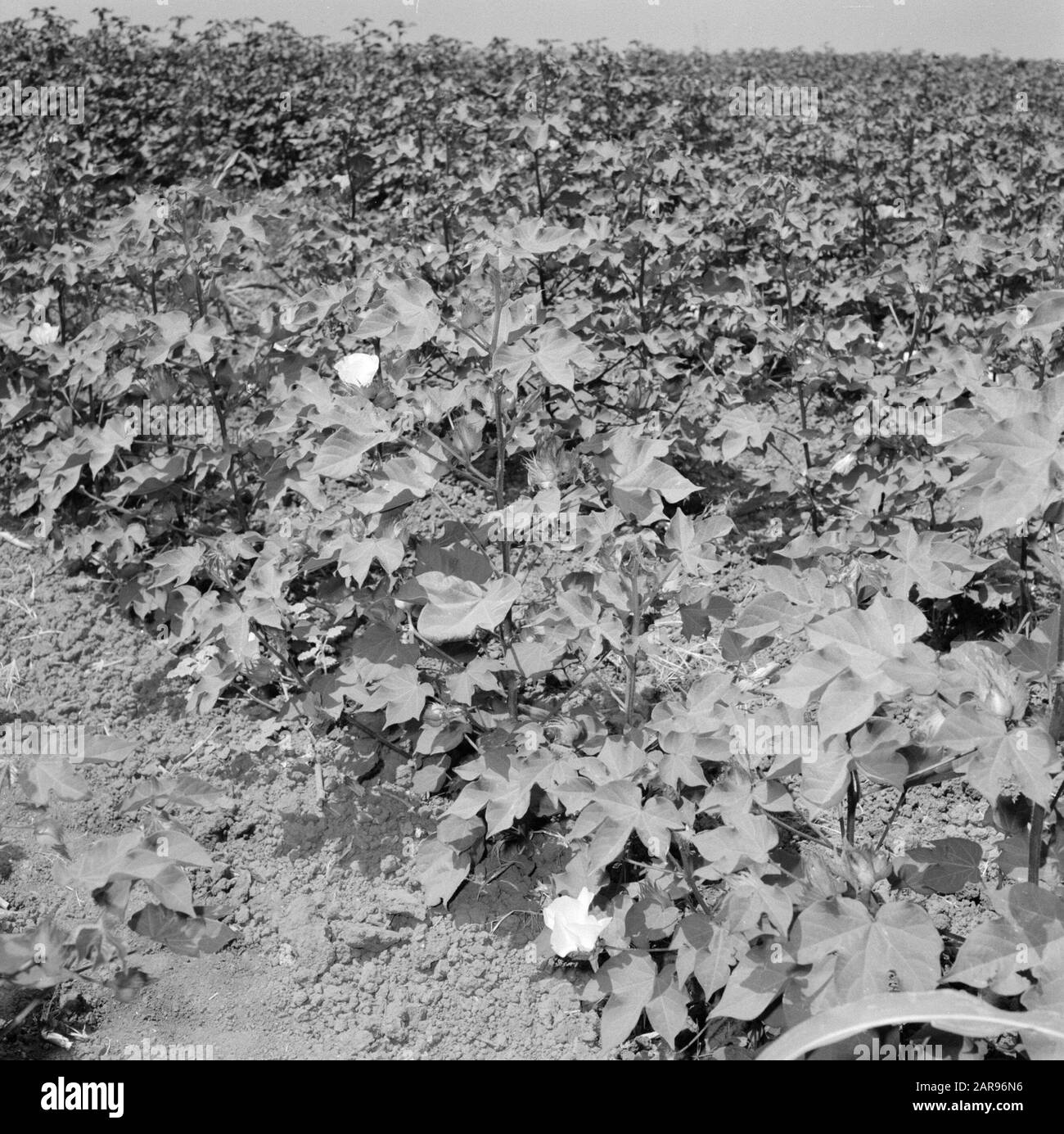Cotton flowering growth stage hi-res stock photography and images - Alamy
