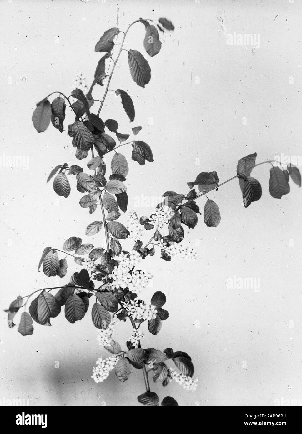 Cherry wood trees Black and White Stock Photos & Images - Alamy