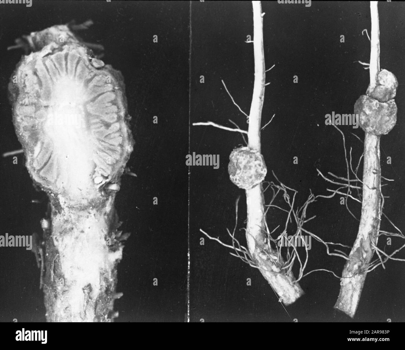 Tuber damage Black and White Stock Photos & Images - Alamy
