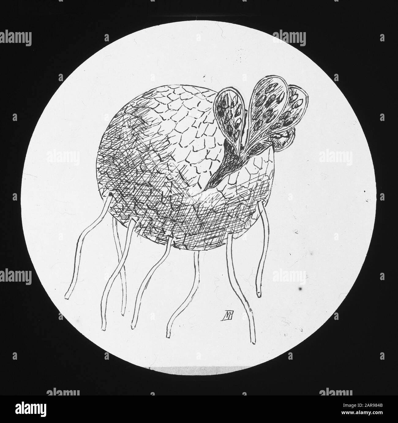 Perithecium hi-res stock photography and images - Alamy