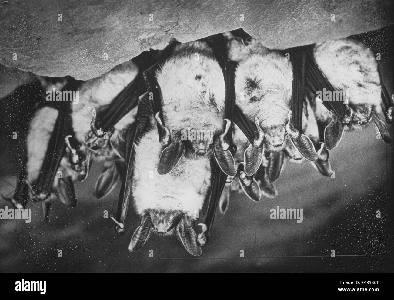 Bats in cave Black and White Stock Photos & Images - Alamy