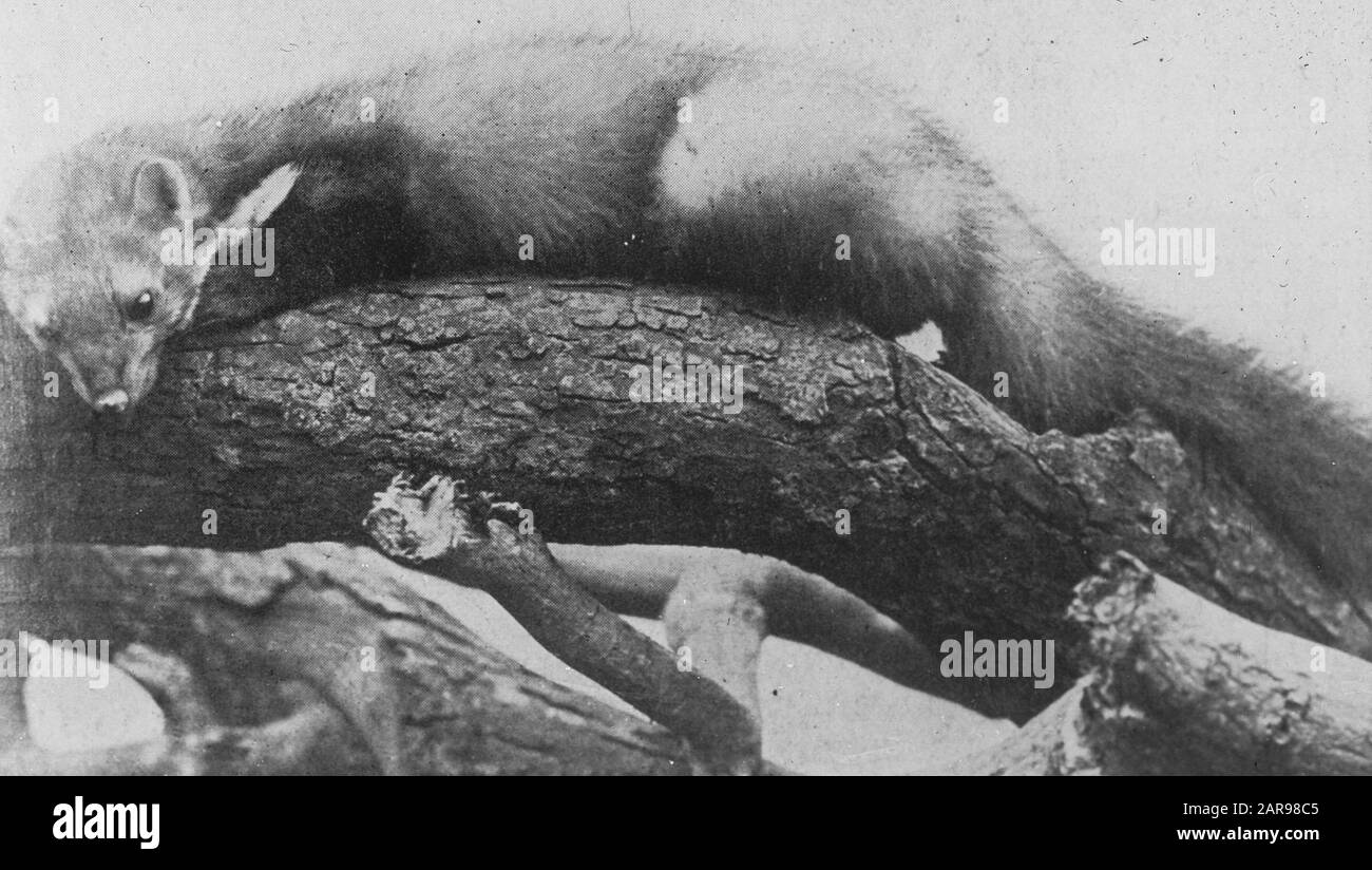 mammals, tree marten Date: undated Keywords: mammals Personal name ...