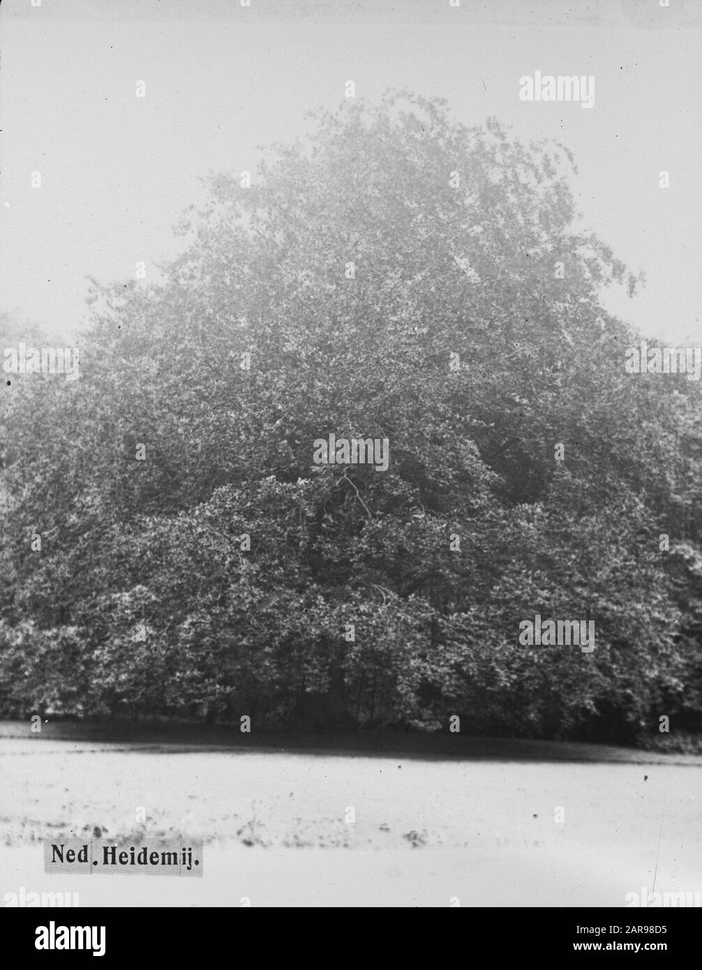 deciduous wood, trees, forests, avenues, botanical, beech Date: undated ...
