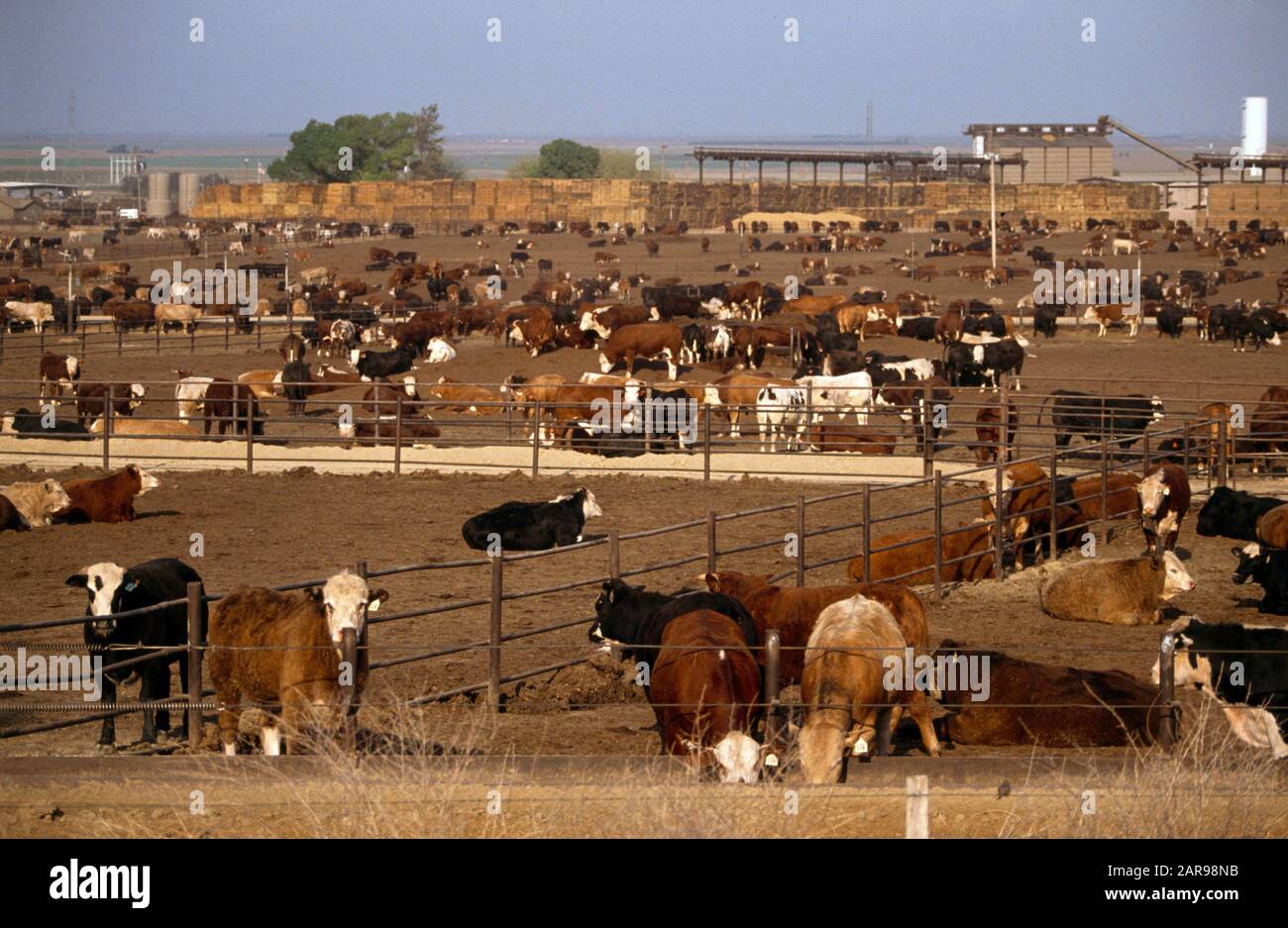 Beef cattle graze and feed on a farm in Coalinga, CA. Note grain ...
