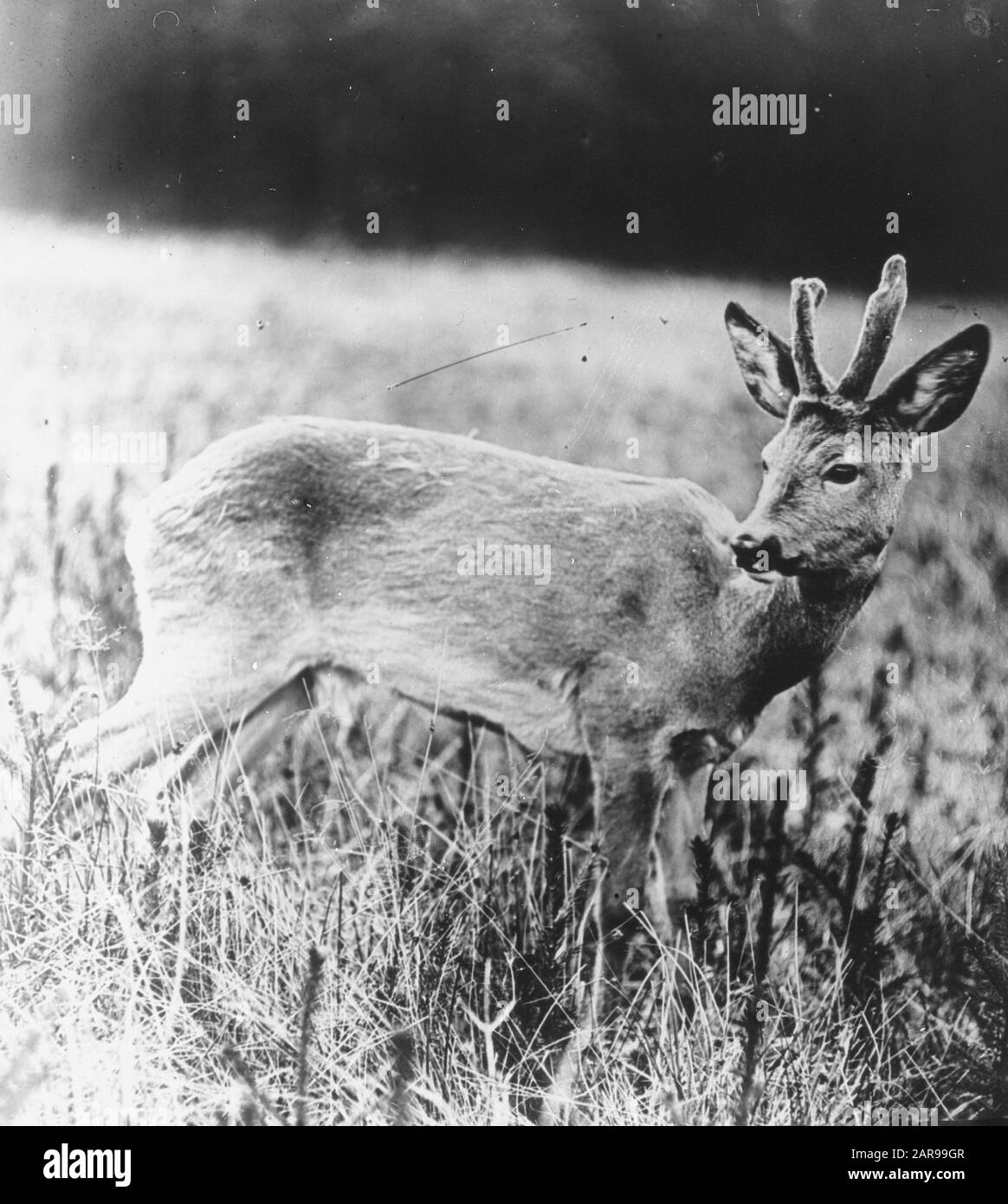 Mammals with wildlife animals hi-res stock photography and images - Alamy