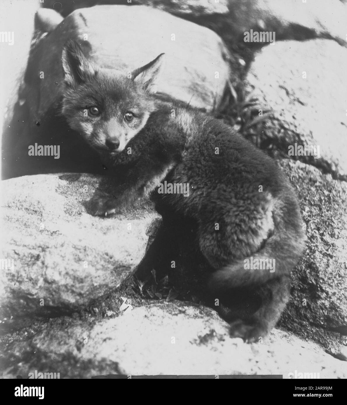 mammals, fox Date: undated Keywords: mammals Personal name: fox Stock ...