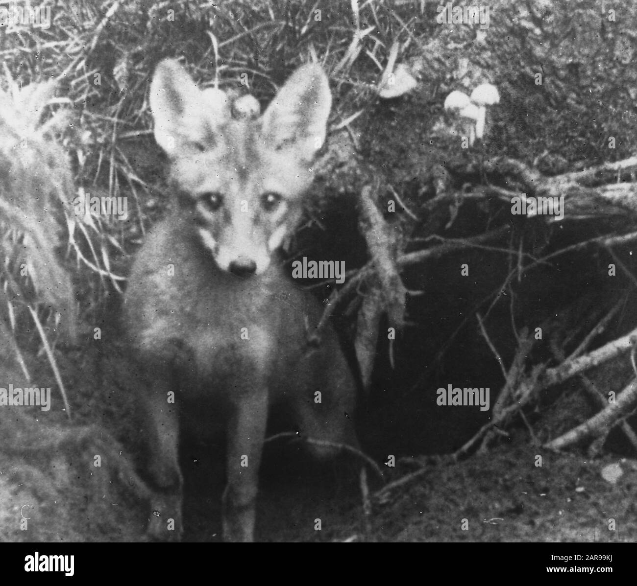 mammals, fox Date: undated Keywords: mammals Personal name: fox Stock ...