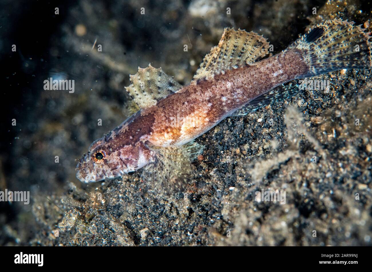 Banded flap head goby callogobius hasseltii hi-res stock photography ...