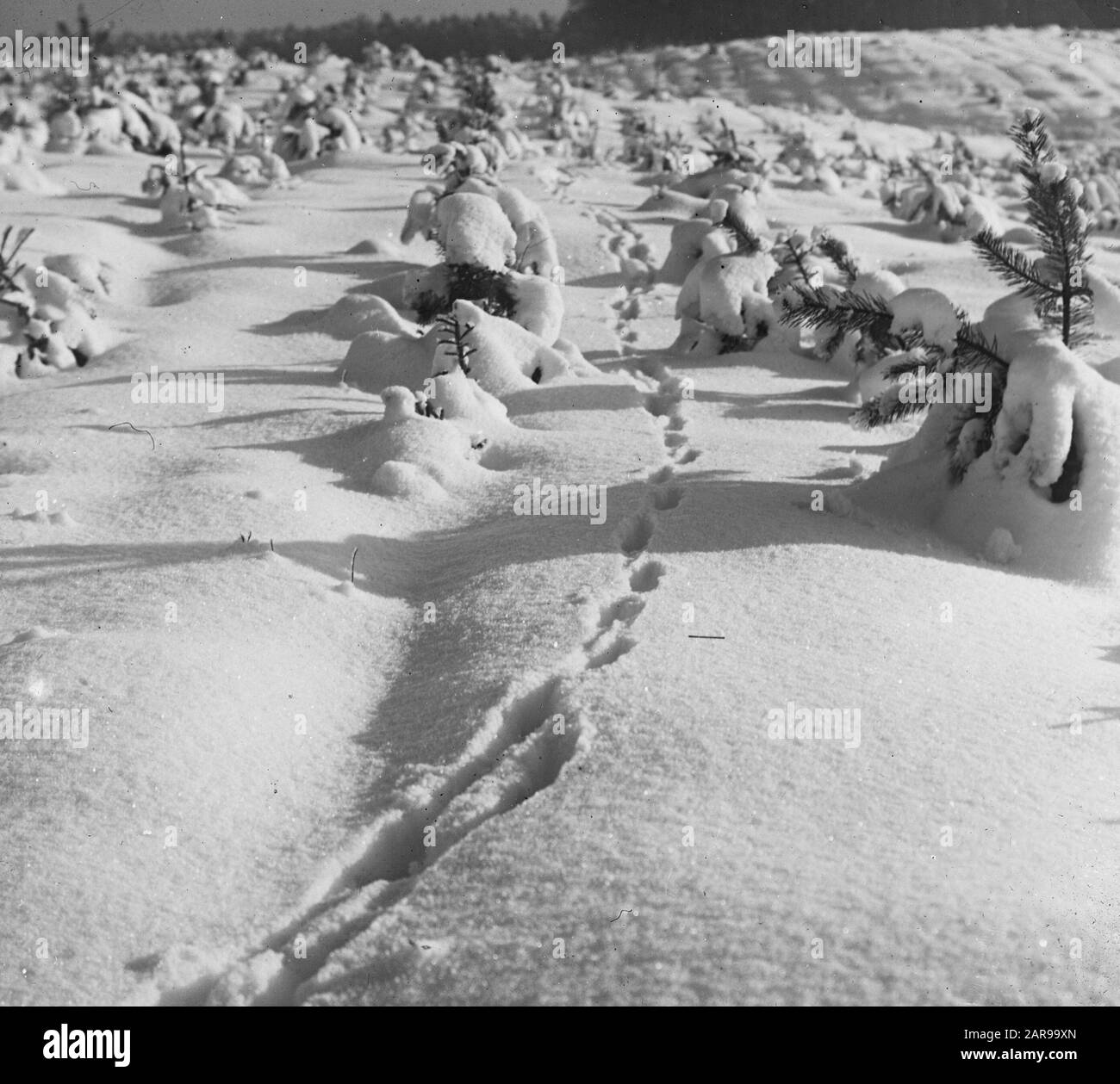 mammals, spores, snow, deer Date: undated Keywords: snow, spores ...