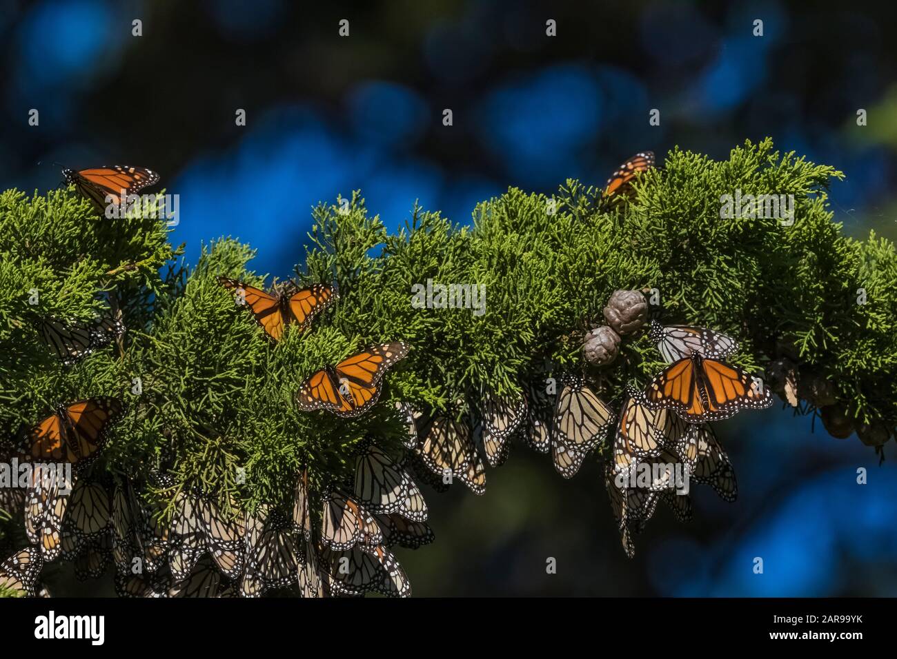 Monarch butterfly sanctuary monterey hi-res stock photography and images - Alamy