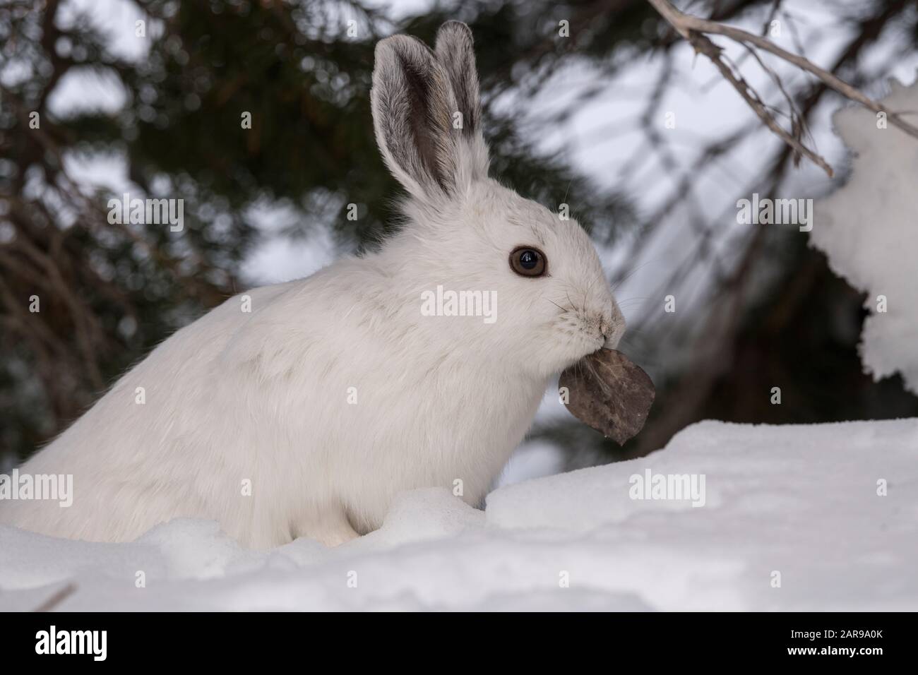 Snowshoe hare winter pelage hi-res stock photography and images - Alamy