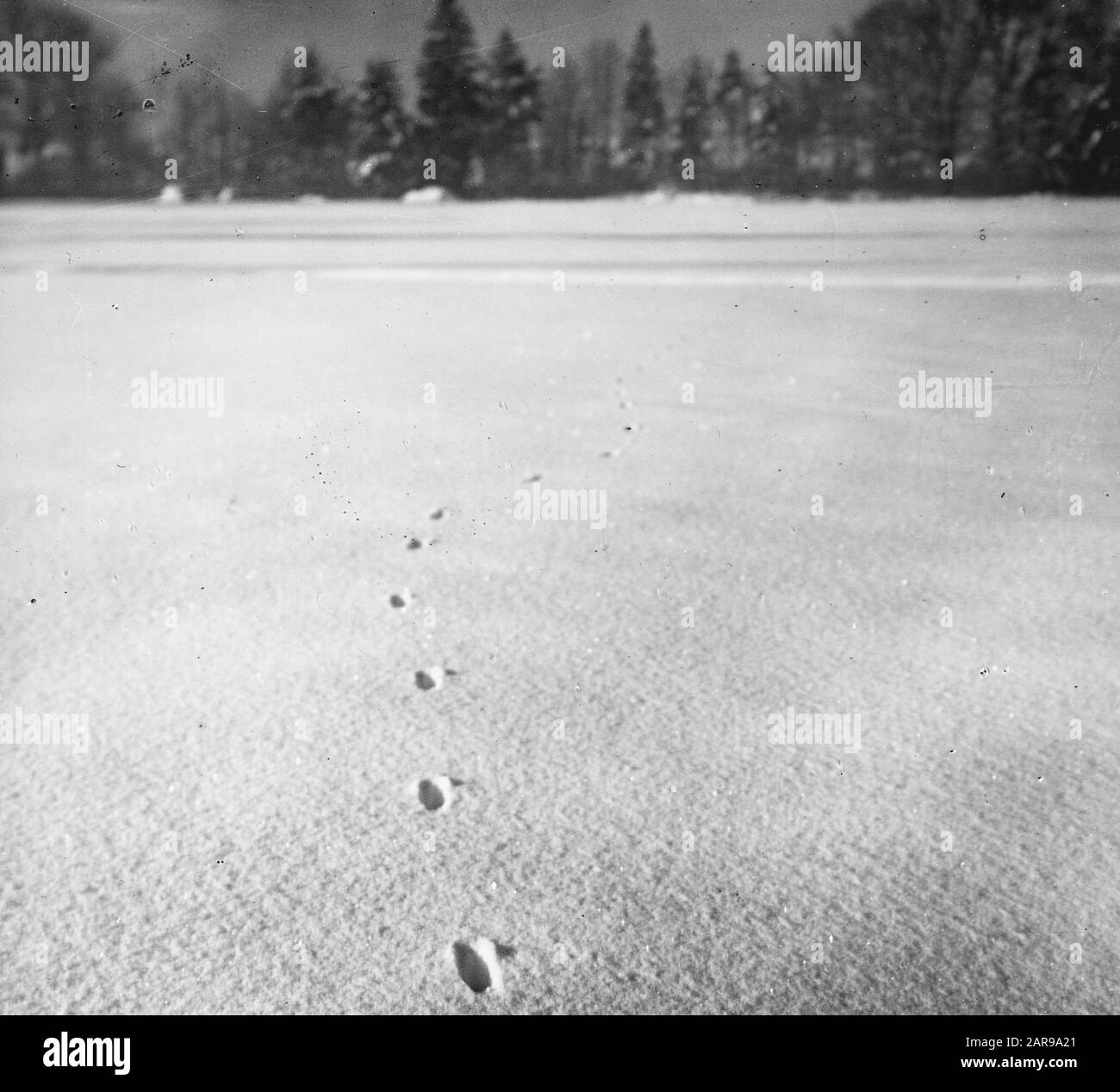 mammals, spores, snow, weasel Date: undated Keywords: snow, spores ...