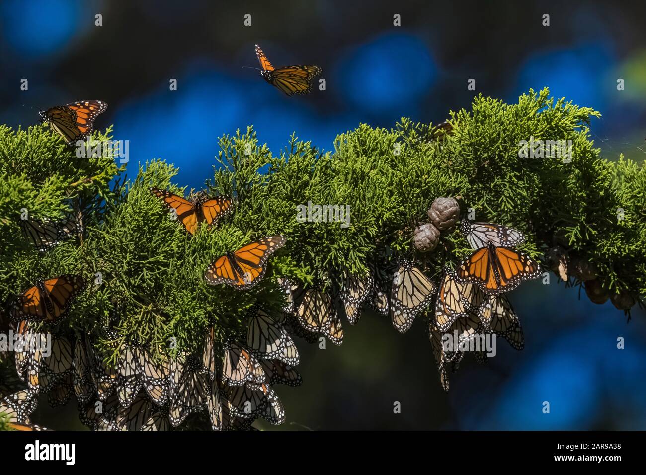 Monarch Butterflies, Danaus plexippus, clustered together for warmth at their winter migration ...