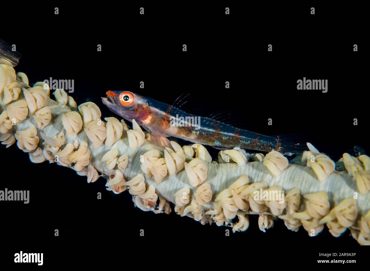 Large Whip Goby, Bryaninops amplus, on Black Coral, Cirrhipathes ...